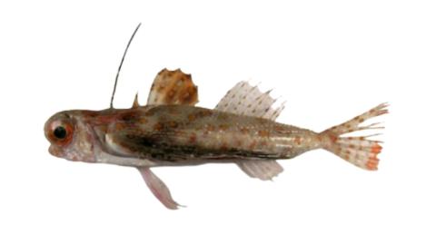 Fishing for Butterfly flying-gurnard → Explore Catches, Top Baits & More!