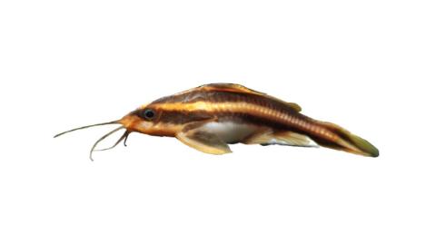 Fishing for Raphael catfish → Explore Catches, Top Baits & More!