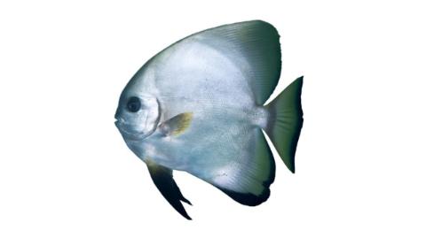 Fishing for Golden spadefish → Explore Catches, Top Baits & More!