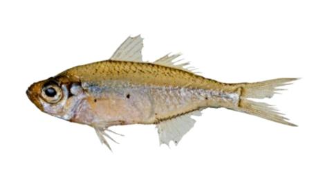 Fishing for Estuary perchlet: Fish Species – FishAngler.com