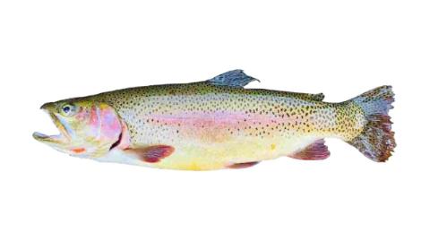 Fishing for Cutbow Trout: Fish Species – FishAngler.com