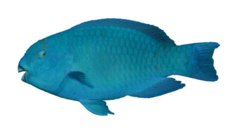 Fishing for Pacific slopehead parrotfish → Explore Catches, Top Baits ...