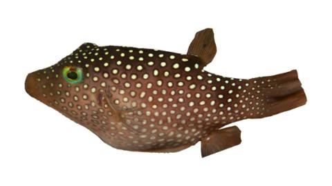 Fishing for Spotted sharpnosed puffer → Explore Catches, Top Baits & More!