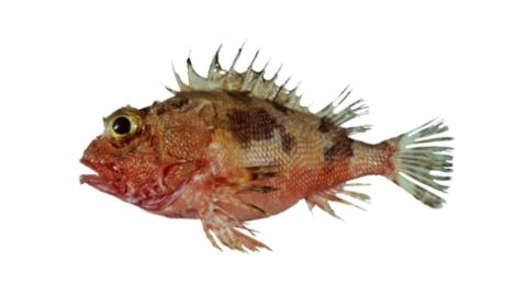 Fishing for Johnson's gurnard perch: Fish Species – FishAngler.com