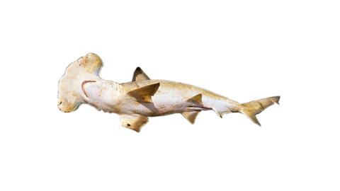 Fishing for Smalleye hammerhead: Fish Species – FishAngler.com