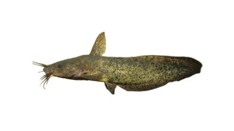 Fishing for Wet tropics tandan → Explore Catches, Top Baits & More!