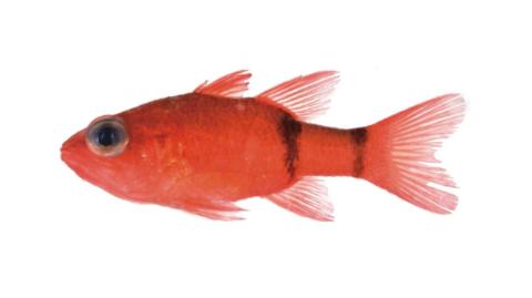 Fishing for Barred cardinalfish: Fish Species – FishAngler.com