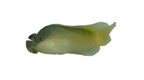 Fishing for Natal dottyback → Explore Catches, Top Baits & More!