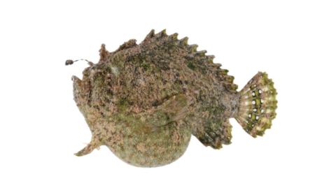 Fishing for Three-spot frogfish: Fish Species – FishAngler.com