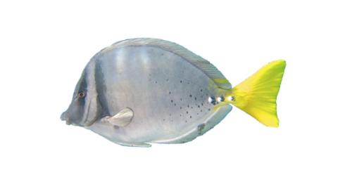 Fishing for Razor surgeonfish → Explore Catches, Top Baits & More!