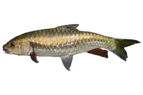 Fishing for Stracheyi mahseer → Explore Catches, Top Baits & More!