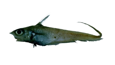 Fishing for Gargoyle fish: Fish Species – FishAngler.com