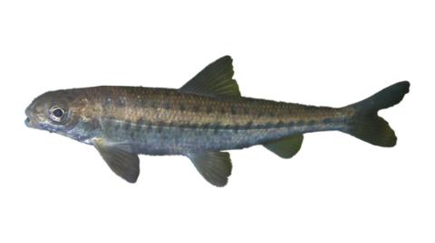 Fishing for Pygmy whitefish: Fish Species – FishAngler.com