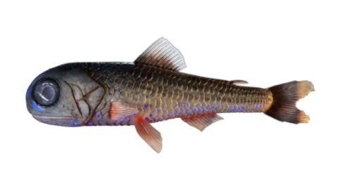 Fishing for White-spotted lantern fish → Explore Catches, Top Baits & More!