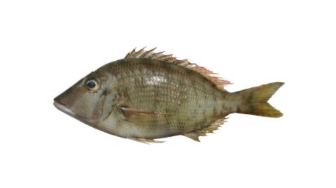 Fishing for Chinese emperor → Explore Catches, Top Baits & More!