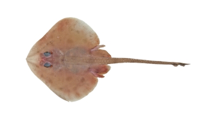 Fishing for Allen's skate: Fish Species – FishAngler.com