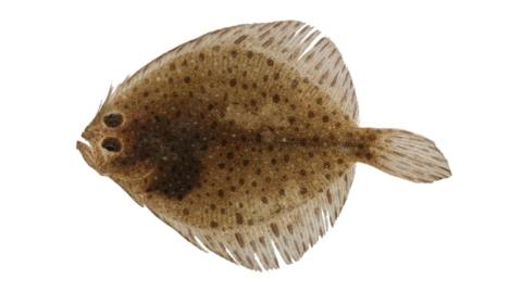 Fishing for Windowpane flounder: Fish Species – FishAngler.com