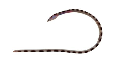 Fishing for Saddled snake-eel: Fish Species – FishAngler.com