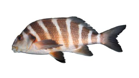 Fishing for Red moki: Fish Species – FishAngler.com