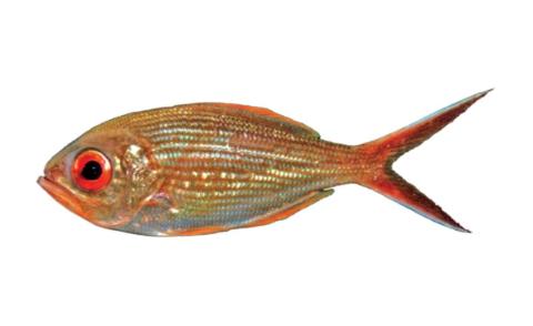 Fishing for Swallow-tail → Explore Catches, Top Baits & More!