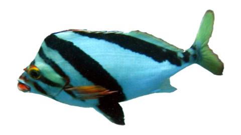 Fishing for Hawaiian morwong → Explore Catches, Top Baits & More!