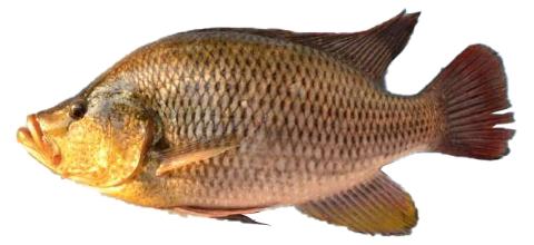 Fishing for Humpback largemouth → Explore Catches, Top Baits & More!