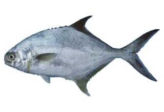 Fishing for Steel pompano: Fish Species – FishAngler.com
