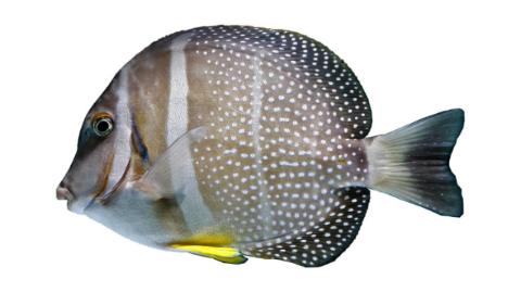 Fishing for Whitespotted surgeonfish: Fish Species – FishAngler.com