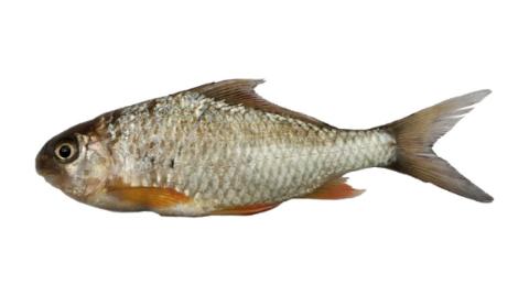 Fishing for Assamese kingfish: Fish Species – FishAngler.com