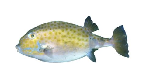 Fishing for Eastern smooth boxfish → Explore Catches, Top Baits & More!