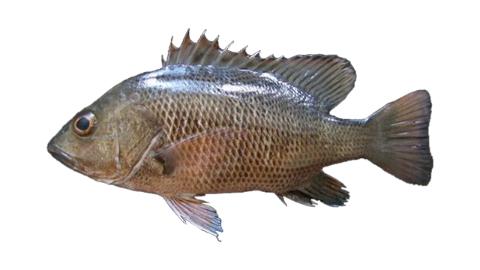 Fishing for Mangrove red snapper → Explore Catches, Top Baits & More!