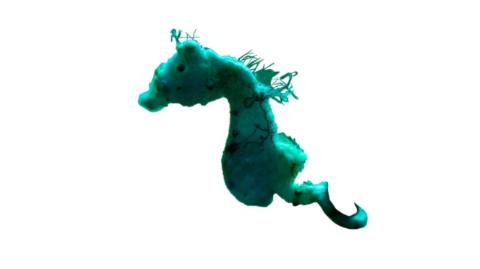 Fishing for Coleman's pygmy seahorse → Explore Catches, Top Baits & More!