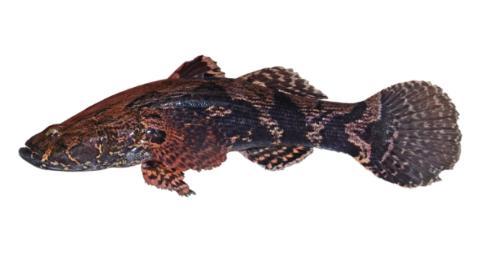 Fishing for Marble goby: Fish Species – FishAngler.com