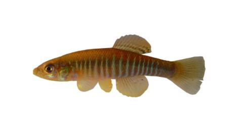 Fishing for Cuban Gulf Killifish: Fish Species – FishAngler.com