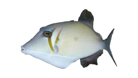Fishing for Boomerang triggerfish: Fish Species – FishAngler.com
