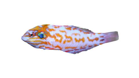 Fishing for Choat's wrasse: Fish Species – FishAngler.com