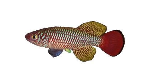 Fishing for Pangani nothobranch → Explore Catches, Top Baits & More!