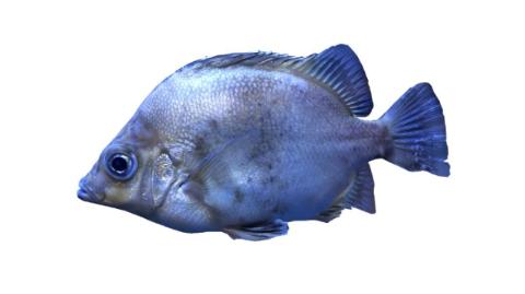 Fishing for Japanese armorhead → Explore Catches, Top Baits & More!