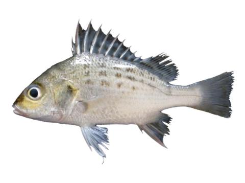 Fishing for Javelin grunter → Explore Catches, Top Baits & More!