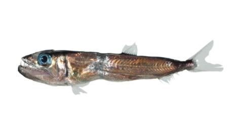 Fishing for Omosudid: Fish Species – FishAngler.com