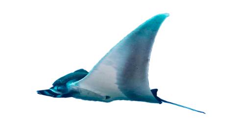 Fishing for Giant oceanic manta ray → Explore Catches, Top Baits & More!