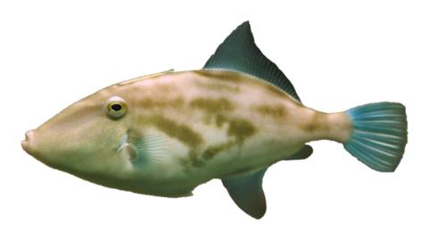 Fishing for Black scraper → Explore Catches, Top Baits & More!