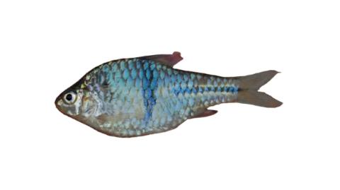 Fishing for Spanner barb → Explore Catches, Top Baits & More!