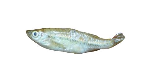 Fishing for Striped flying barb: Fish Species – FishAngler.com