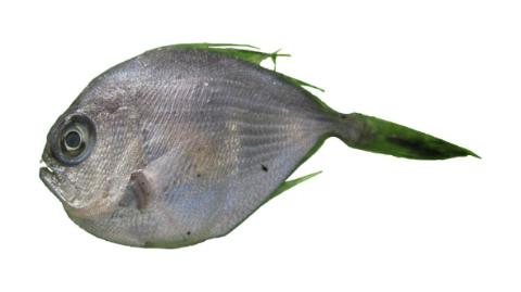 Fishing for Longwing spinyfin: Fish Species – FishAngler.com