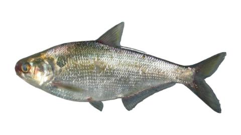 Fishing for American gizzard shad → Explore Catches, Top Baits & More!
