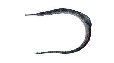 Fishing for Chain pipefish → Explore Catches, Top Baits & More!