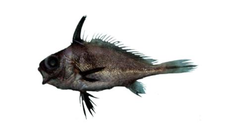 Fishing for Blackbar drum: Fish Species – FishAngler.com