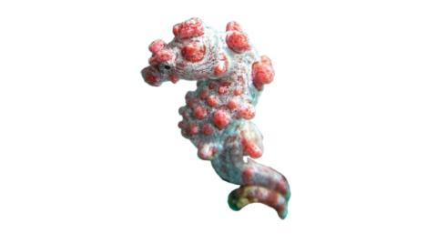 Fishing for Pygmy seahorse → Explore Catches, Top Baits & More!