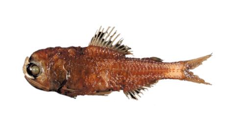 Fishing for Spothead lantern fish: Fish Species – FishAngler.com